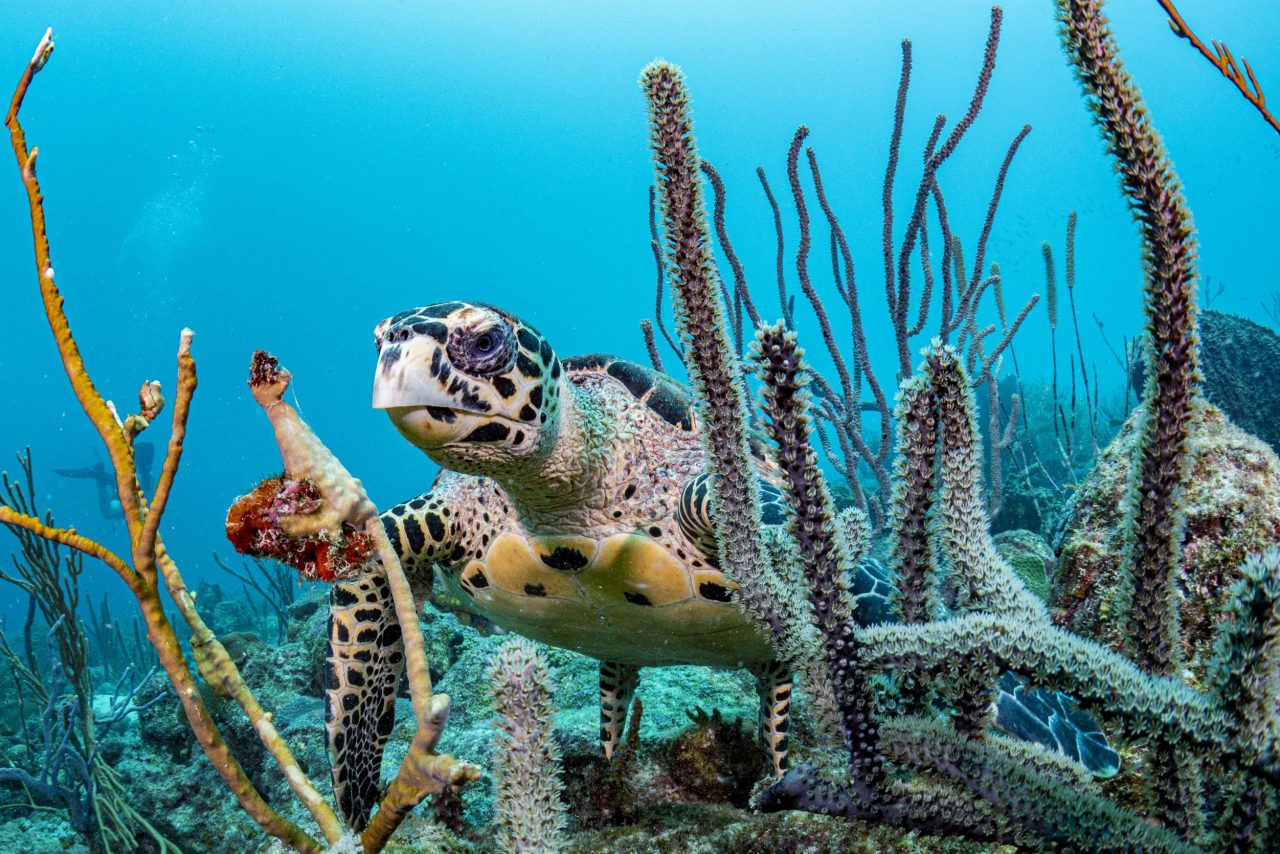 Barbados Blue Bonds for ocean conservation – Marine Planning